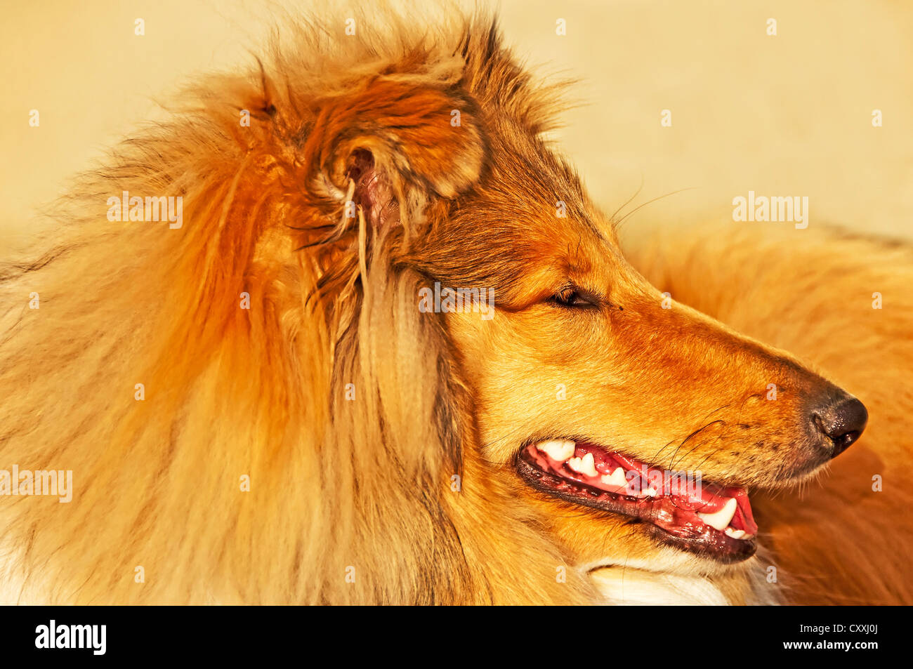 Head of an British purebred female collie dog Stock Photo - Alamy