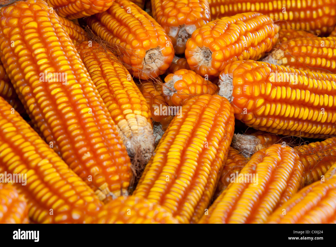 Corncobs laid out to dry, Thailand, Asia Stock Photo - Alamy