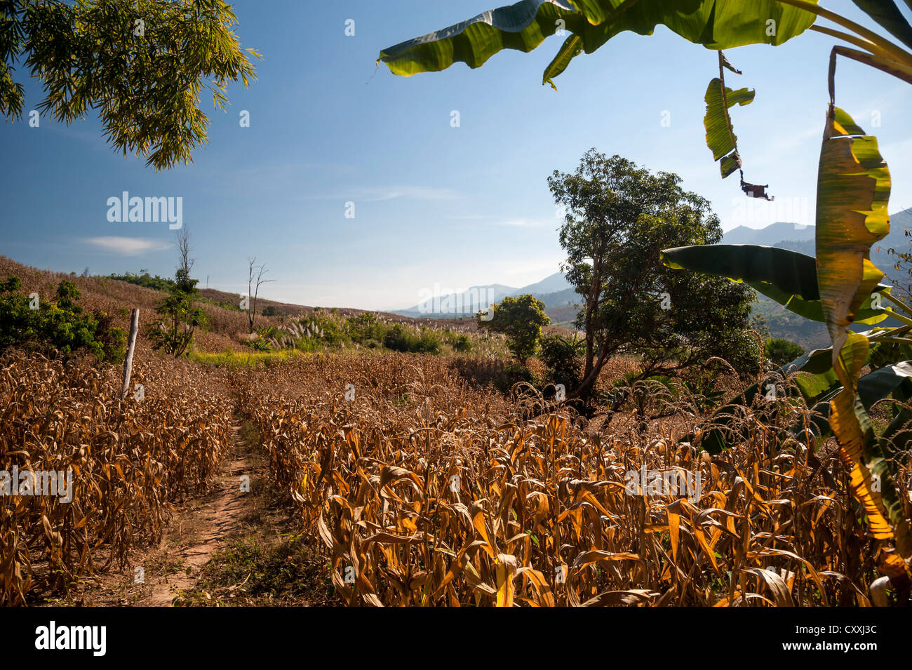 Path through harvested maize fields, Northern Thailand, Thailand, Asia ...