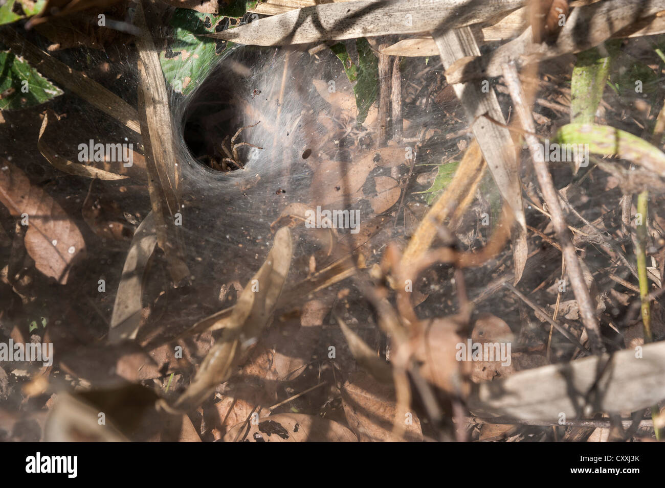 Asian bird eating spider hi-res stock photography and images - Alamy