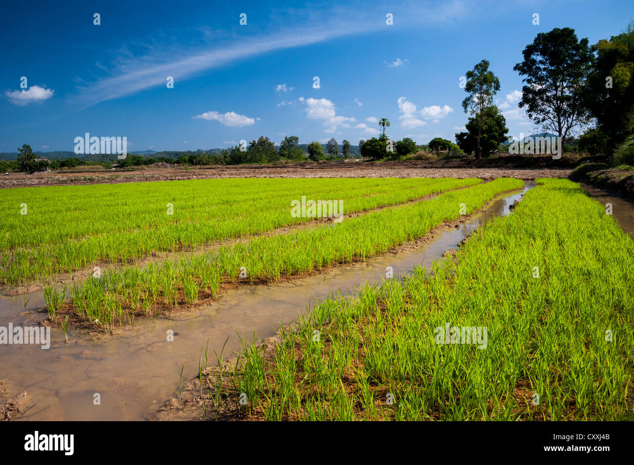 Rice plants in the water, rice farming, rice paddy, Northern Thailand ...