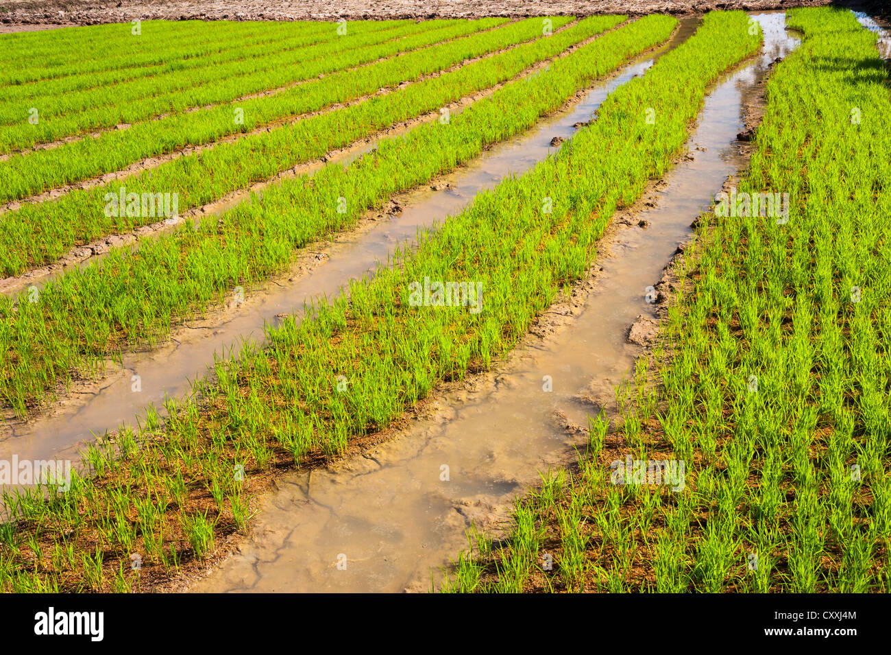 Rice plants in the water, rice farming, rice paddy, Northern Thailand ...