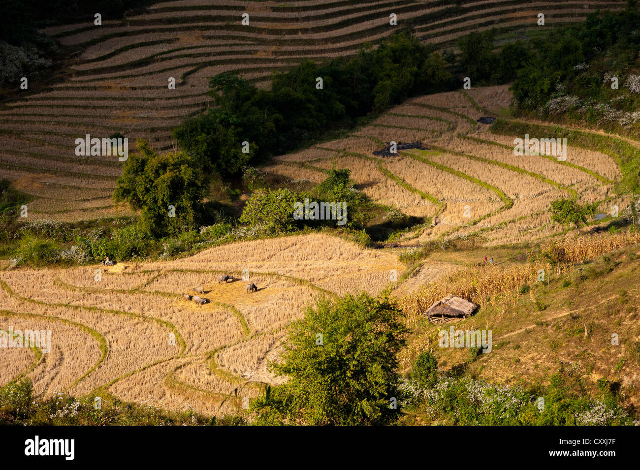 Harvested rice fields, wild water buffaloes (Bubalus arnee), northern ...
