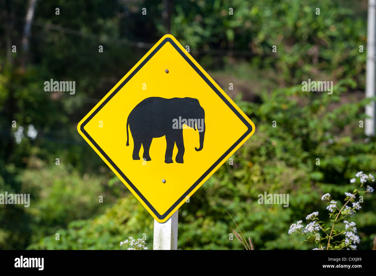 Elephant road signs hi-res stock photography and images - Alamy