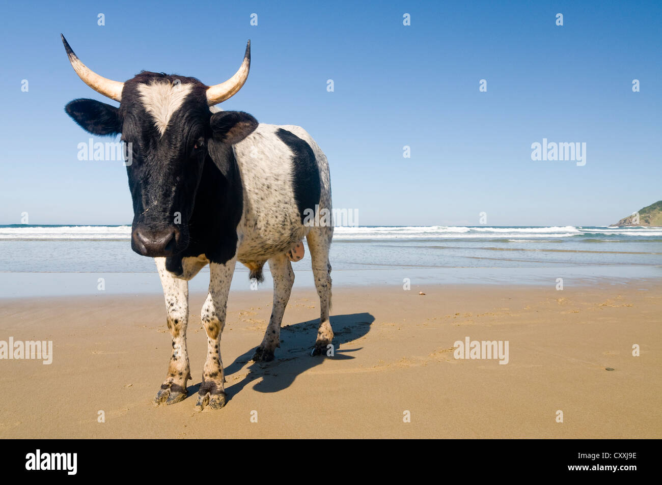 Cow on a beach, Wild Coast or Transkei, Eastern Cape, South Africa ...