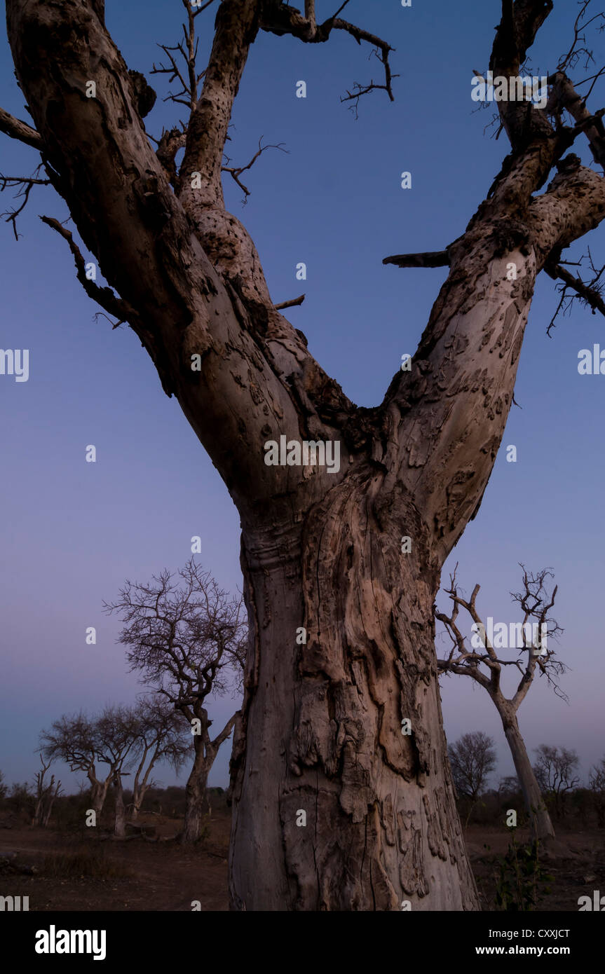 Kruger national park flora hi-res stock photography and images - Alamy