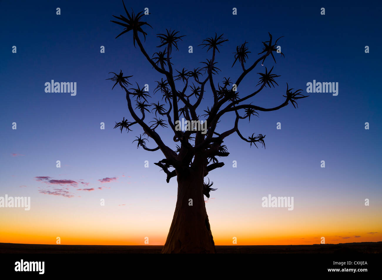 Quiver tree or Kokerboom (Aloe dichotoma), Quiver Tree or Kokerboom ...