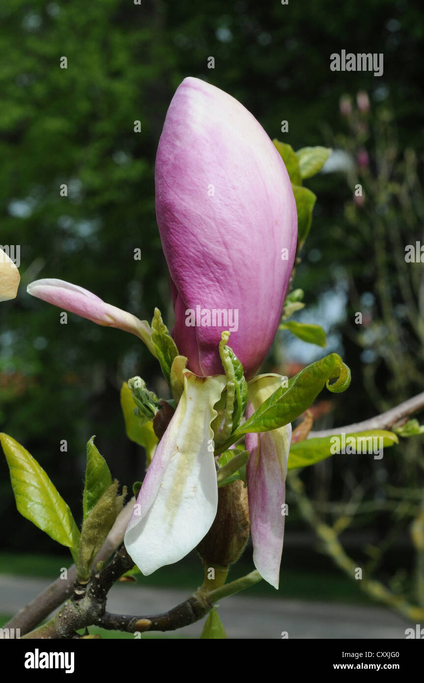 Red magnolia (Magnolia liliiflora), Ystad, Skåne, Sweden, Europe Stock ...