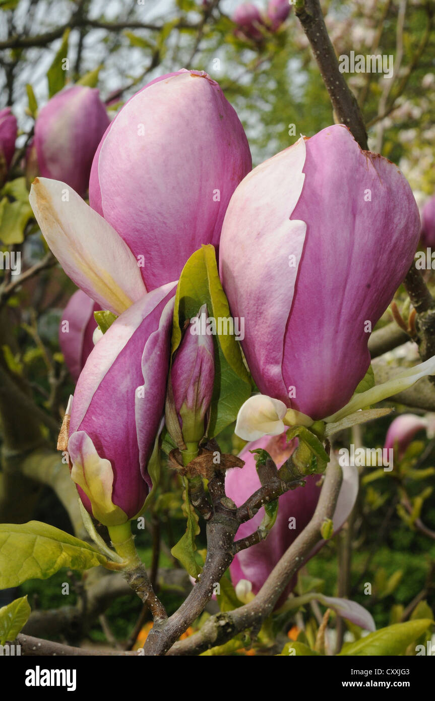 Red magnolia hi-res stock photography and images - Alamy