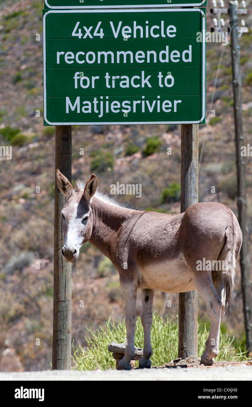 Donkey standing underneath warning sign "4x4 vehicle recommended for ...