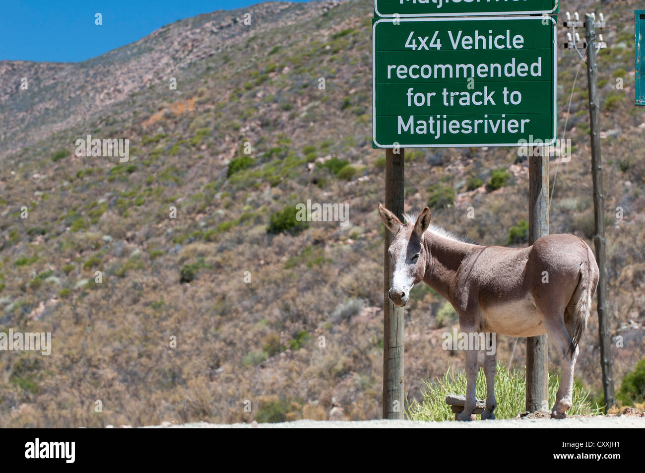 Donkey standing underneath warning sign "4x4 vehicle recommended for ...