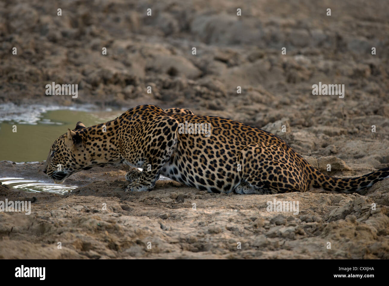 Sri Lankan Leopard Drinking Water