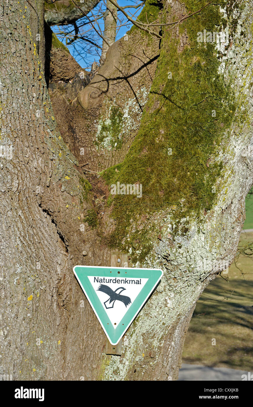 Sign Naturdenkmal, German for nature monument, on a lime tree, Wald bei ...