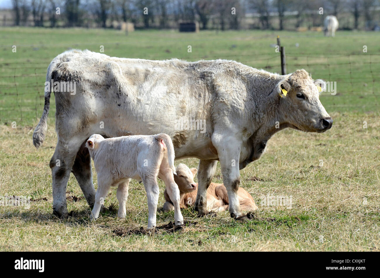 Black Charolais Cattle