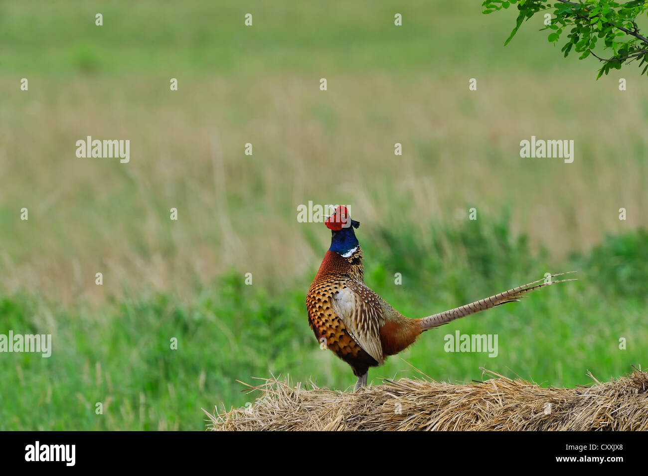 Common Pheasant (Phasianus colchicus), male, Burgenland, Austria ...