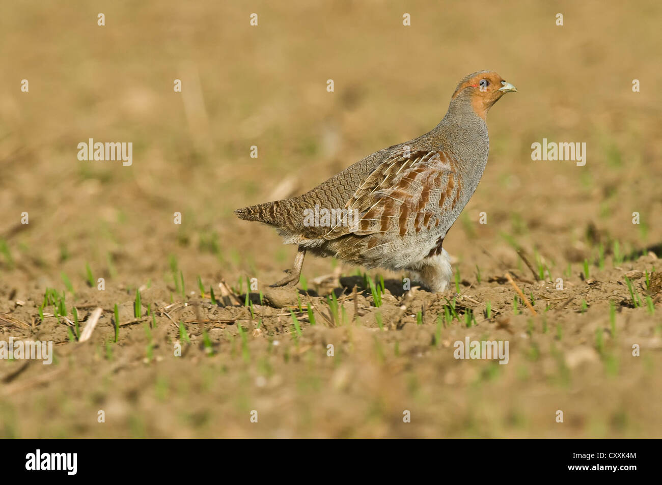 English grey partridge hi-res stock photography and images - Alamy