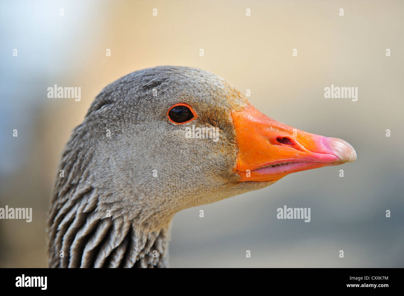 Greylag Goose (Anser anser), portrait, Burgenland, Austria, Europe ...