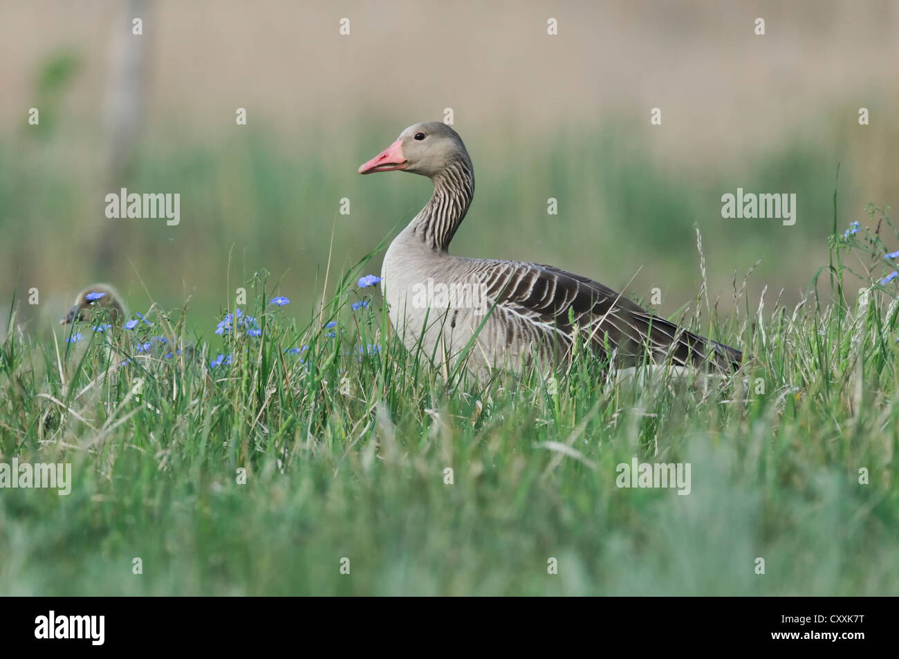 Wild bird at vets hi-res stock photography and images - Alamy