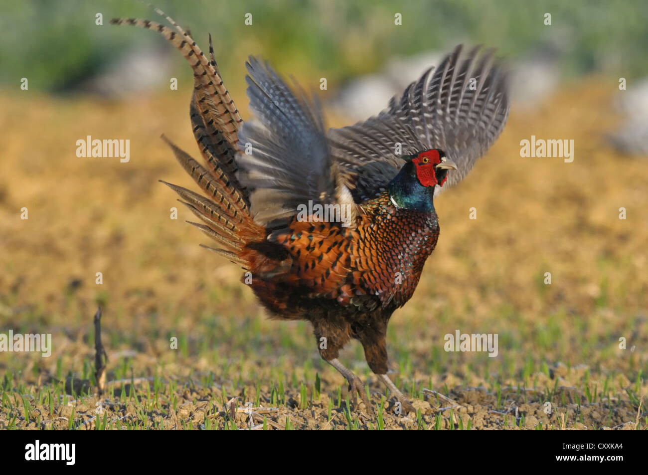 Pheasant bird photos hi-res stock photography and images - Alamy