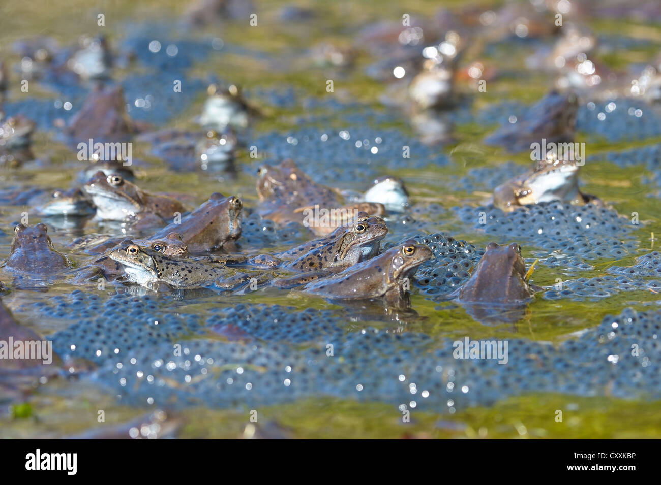 Common frogs (Rana temporaria), spawn, Kalkalpen, Limestone Alps National Park, Upper Austria ...