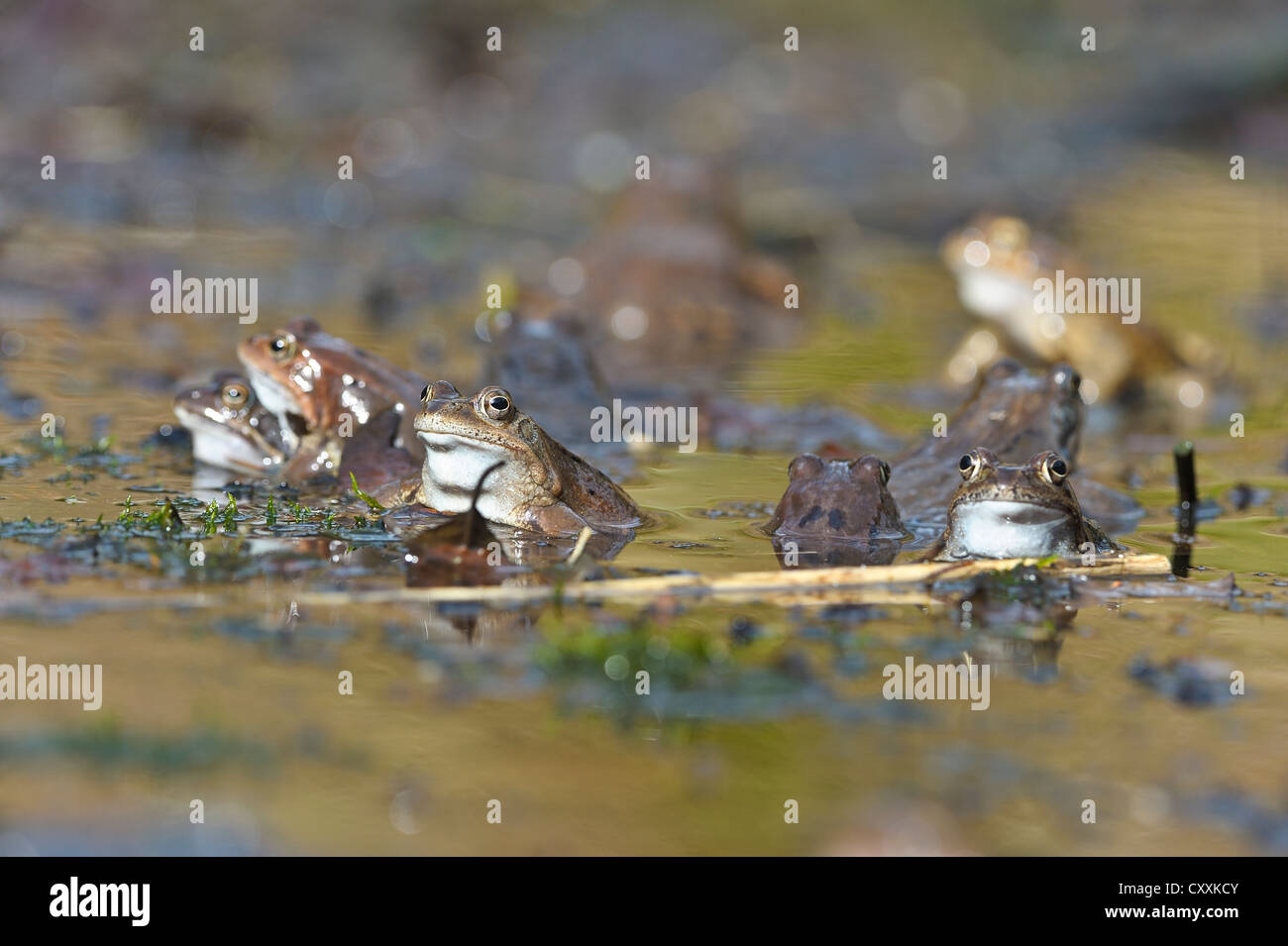 Common frogs (Rana temporaria), Kalkalpen, Limestone Alps National Park ...