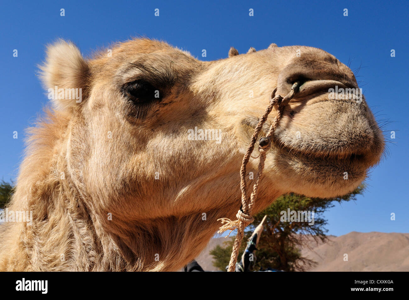 Dromedary or Arabian camel (Camelus dromedarius), portrait, Adrar ...