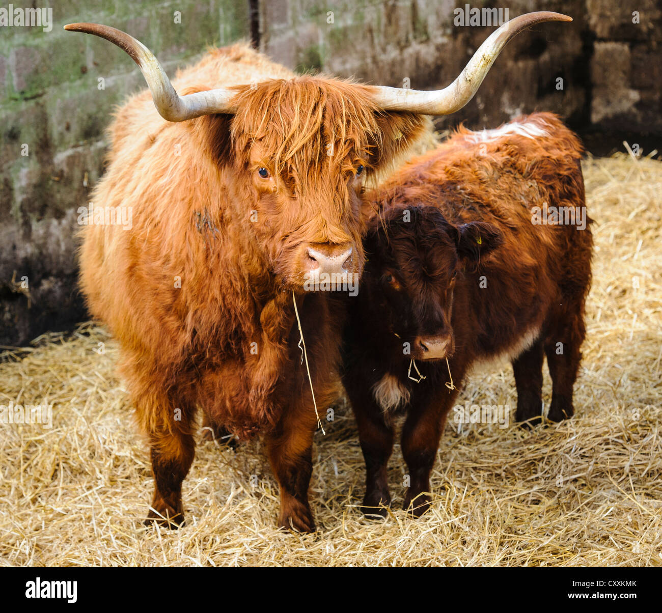 Highland cattle cow cows hi-res stock photography and images - Alamy