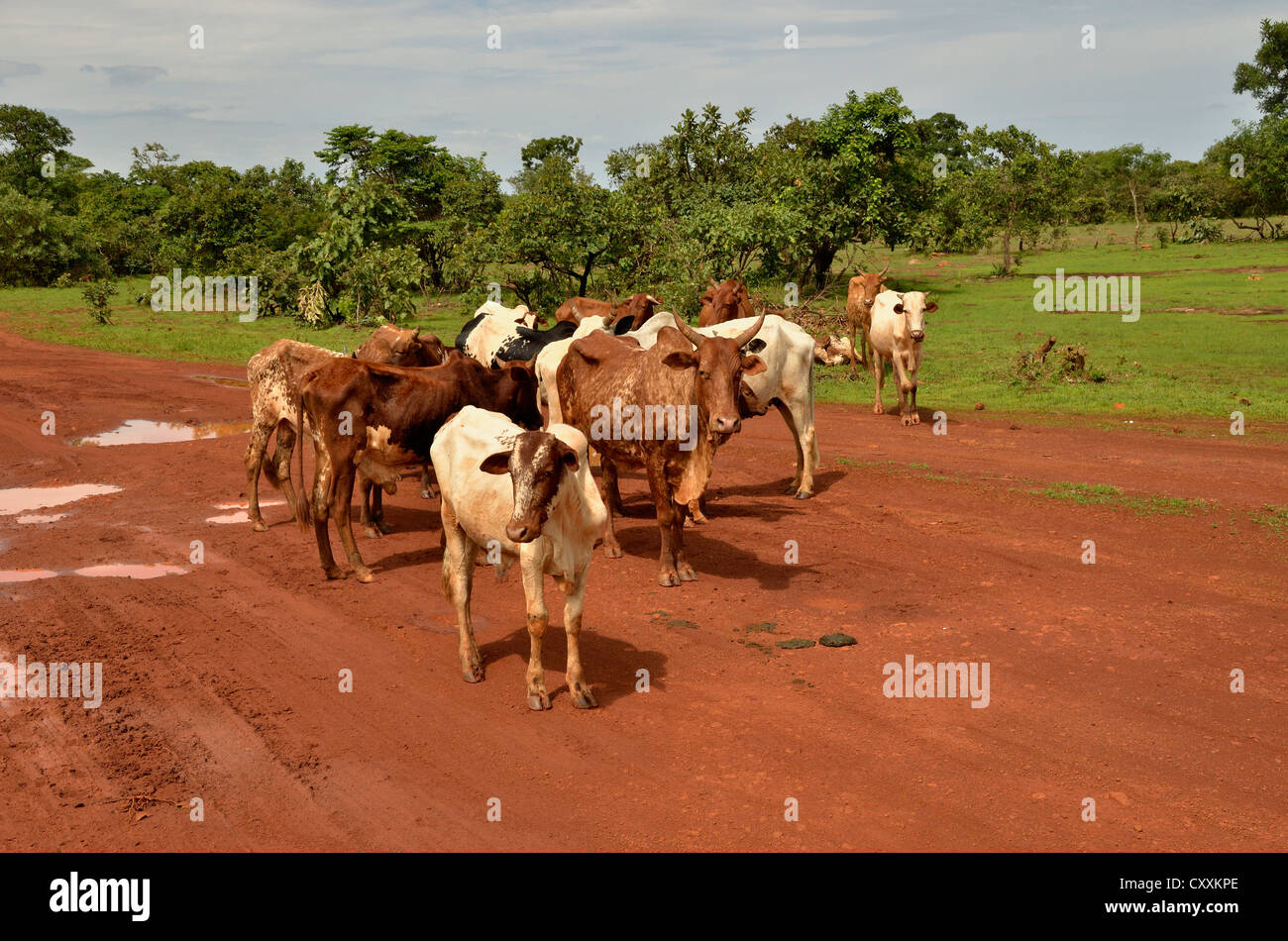 Cameroun agriculture hi-res stock photography and images - Alamy