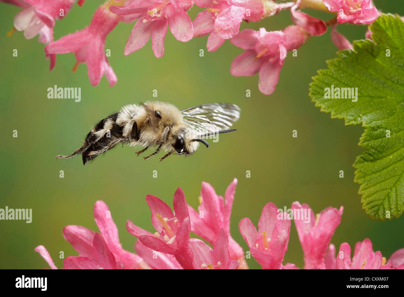 Cuckoo Bee (Melecta albifrons), in flight Stock Photo - Alamy