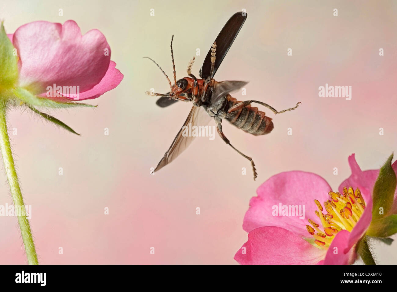 Soldier beetle (Cantharis fusca), in flight Stock Photo - Alamy