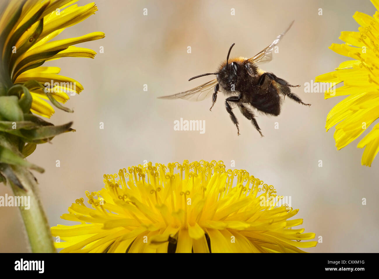 Sand Bee High Resolution Stock Photography and Images - Alamy