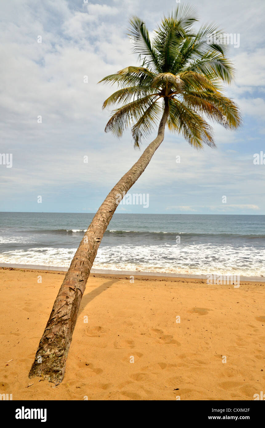 Palm tree on the beach in Kribi, Cameroon, Central Africa, Africa Stock ...