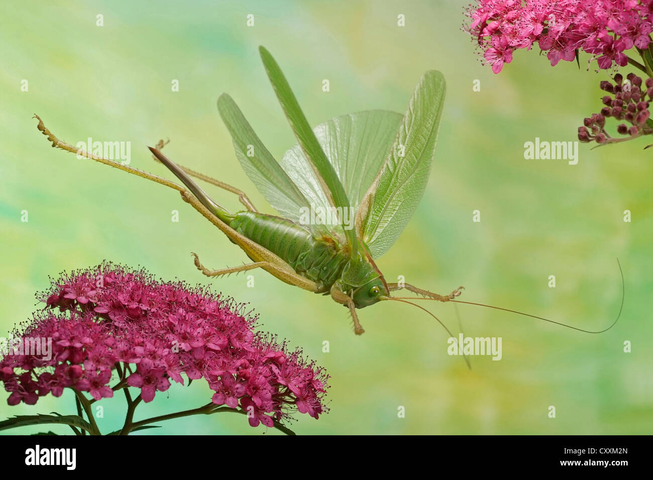 Flying locusts hi-res stock photography and images - Alamy