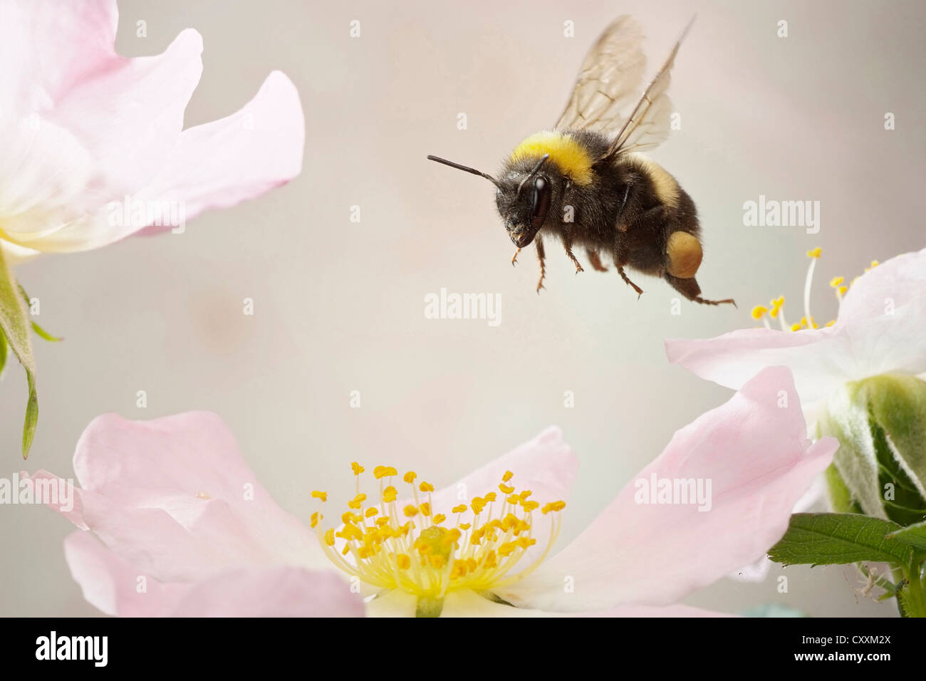 Bumblebees in flight hi-res stock photography and images - Alamy