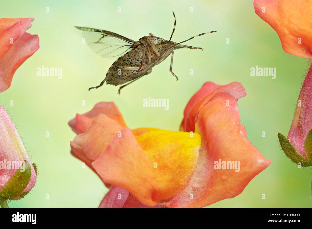Stink bug (Rhaphigaster nebulosa), in flight Stock Photo - Alamy