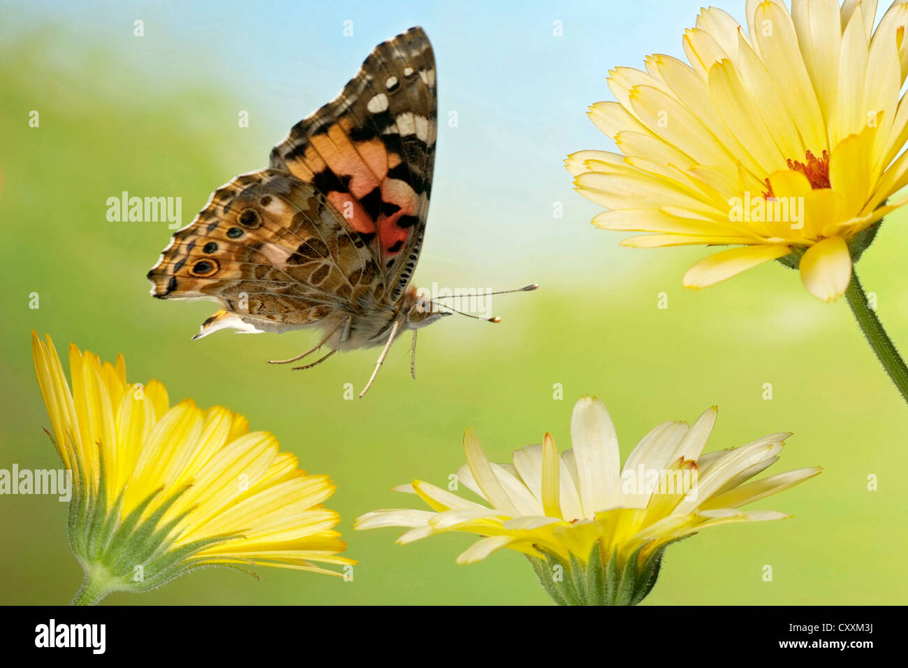 Vanessa cardui hi-res stock photography and images - Alamy