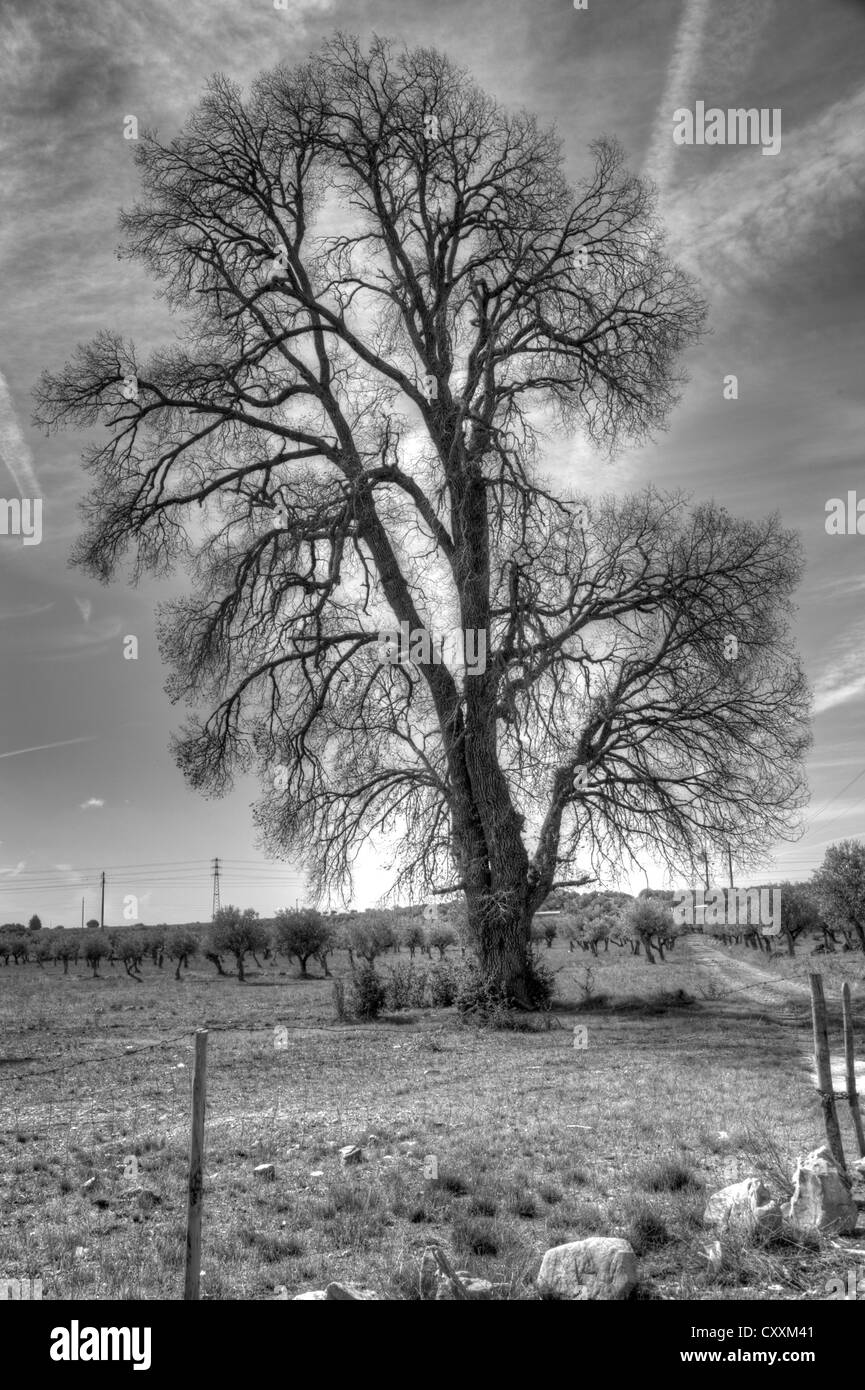 Ash grove Black and White Stock Photos & Images - Alamy