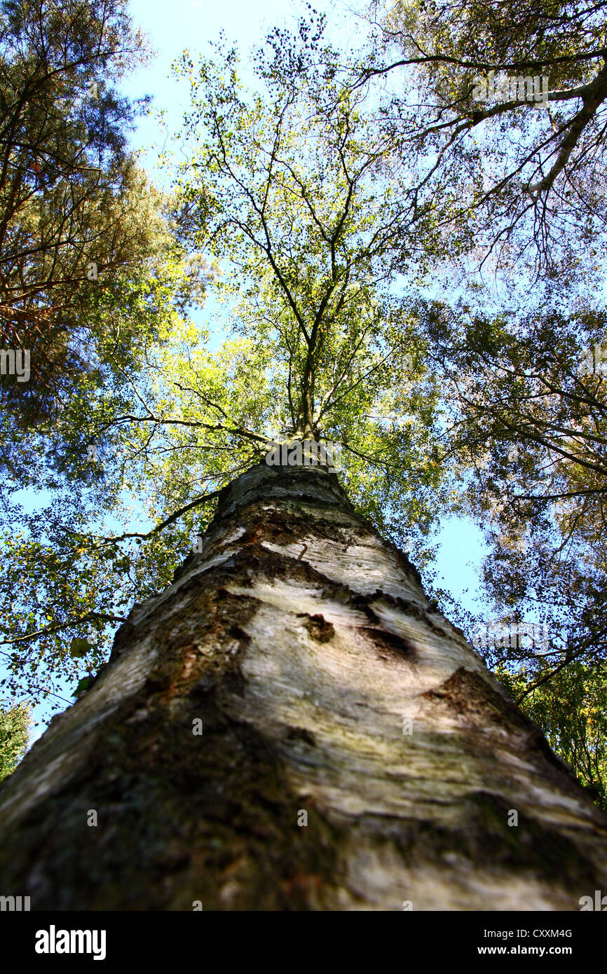 Vertical view of tree canopy Stock Photo - Alamy