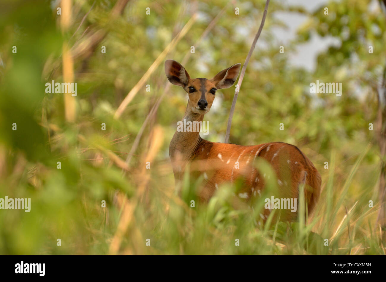 Bushbuck (Tragelaphus scriptus), female, Bouba-Ndjida National Park ...