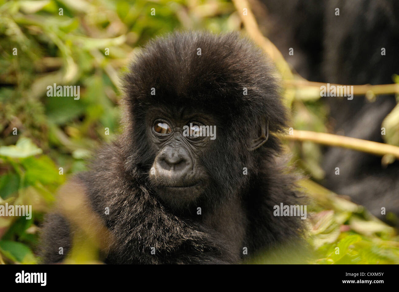 Baby Mountain Gorilla (Gorilla beringei beringei) of the Hirwa group at ...
