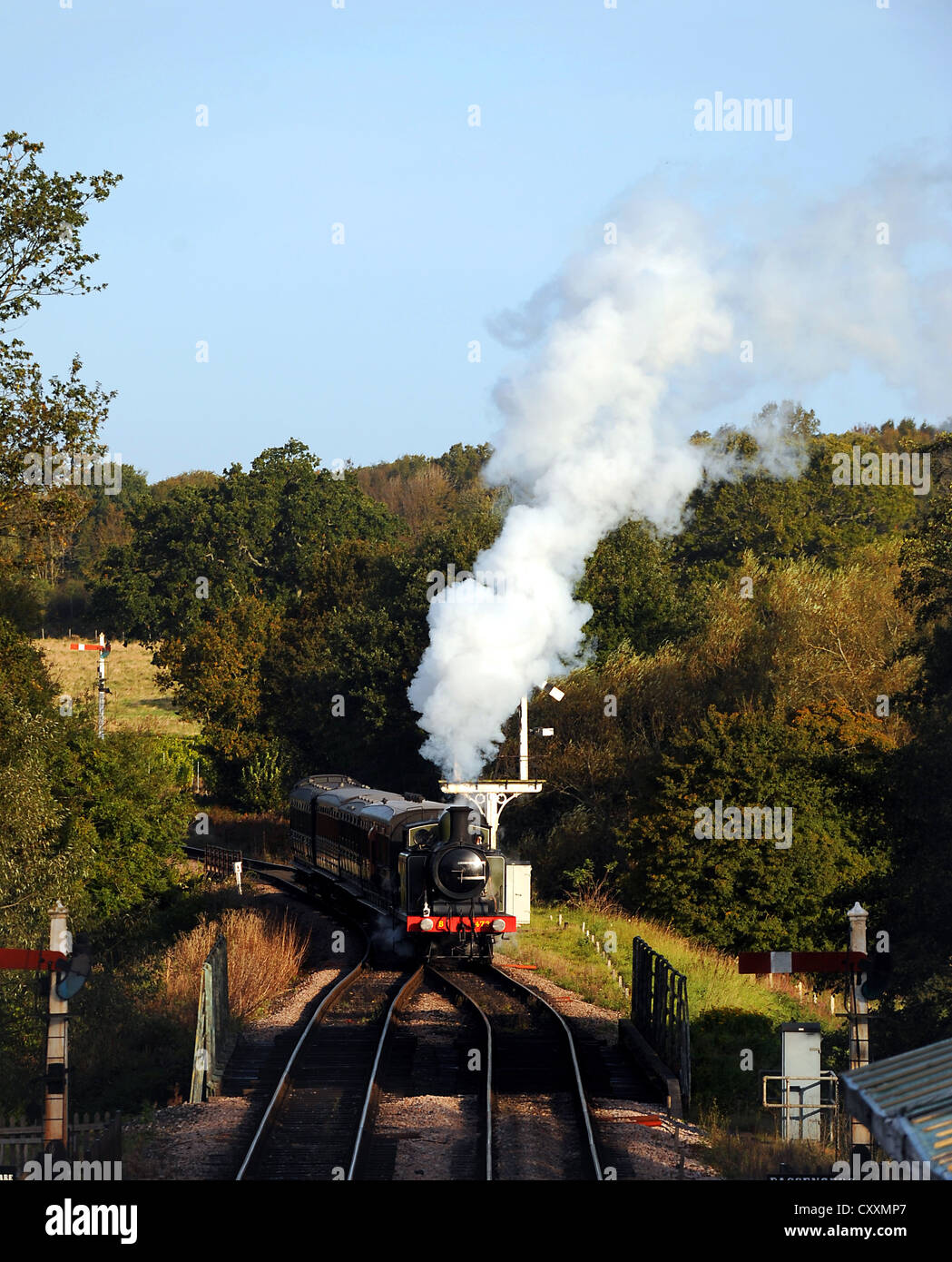 473 birch grove hi-res stock photography and images - Alamy
