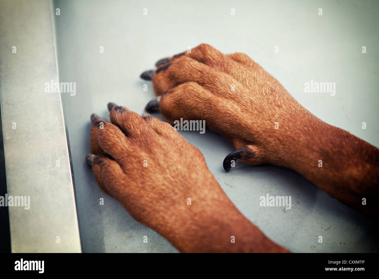 Paws of a Doberman Stock Photo - Alamy