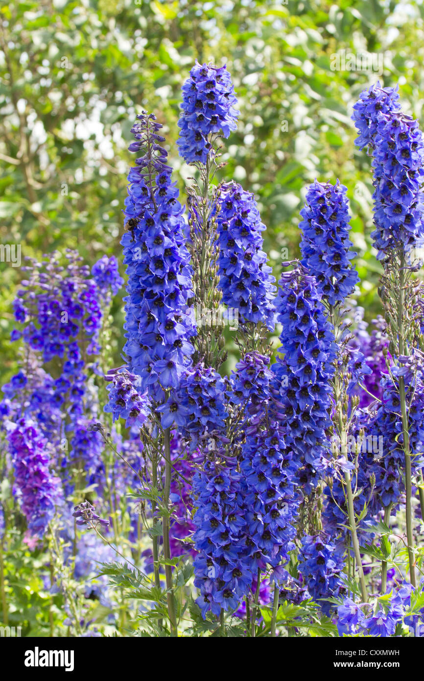 Tall delphinium hi-res stock photography and images - Alamy
