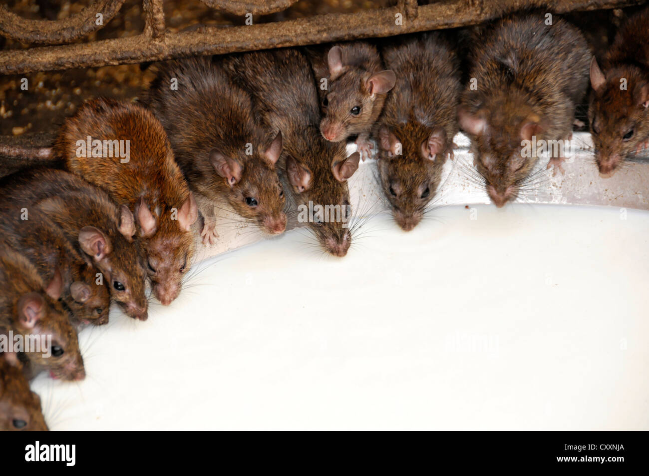 Karni mata temple temple rats hi-res stock photography and images - Alamy