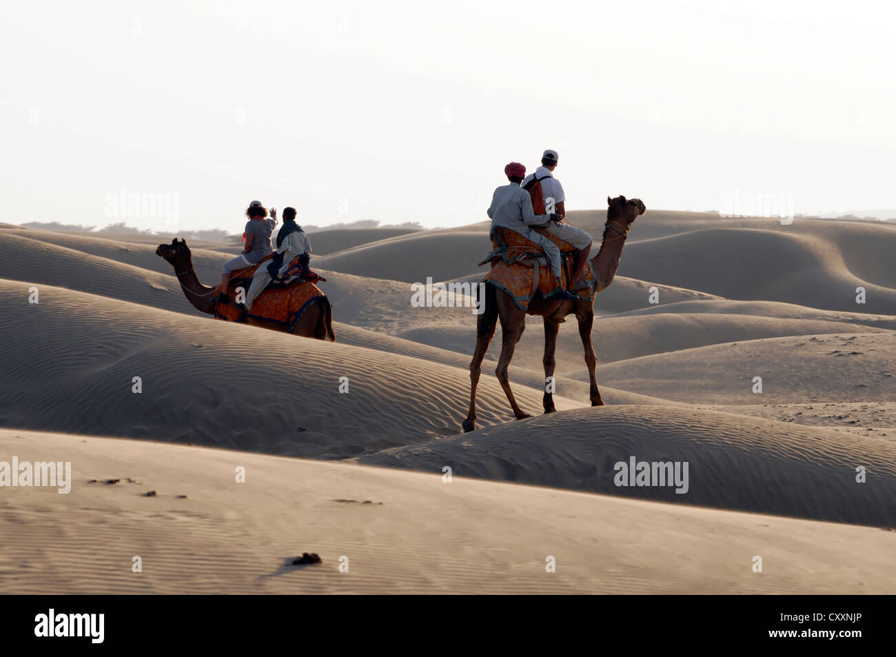 Tourists riding dromedary camels, Arabian camels (Camelus dromedarius ...