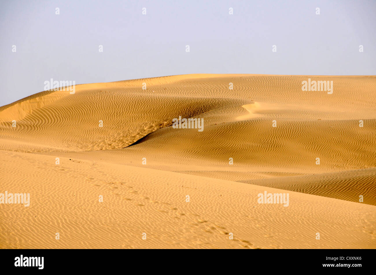 Sand dunes in the vast Thar Desert in Jaisalmer, Rajasthan, India, Asia ...