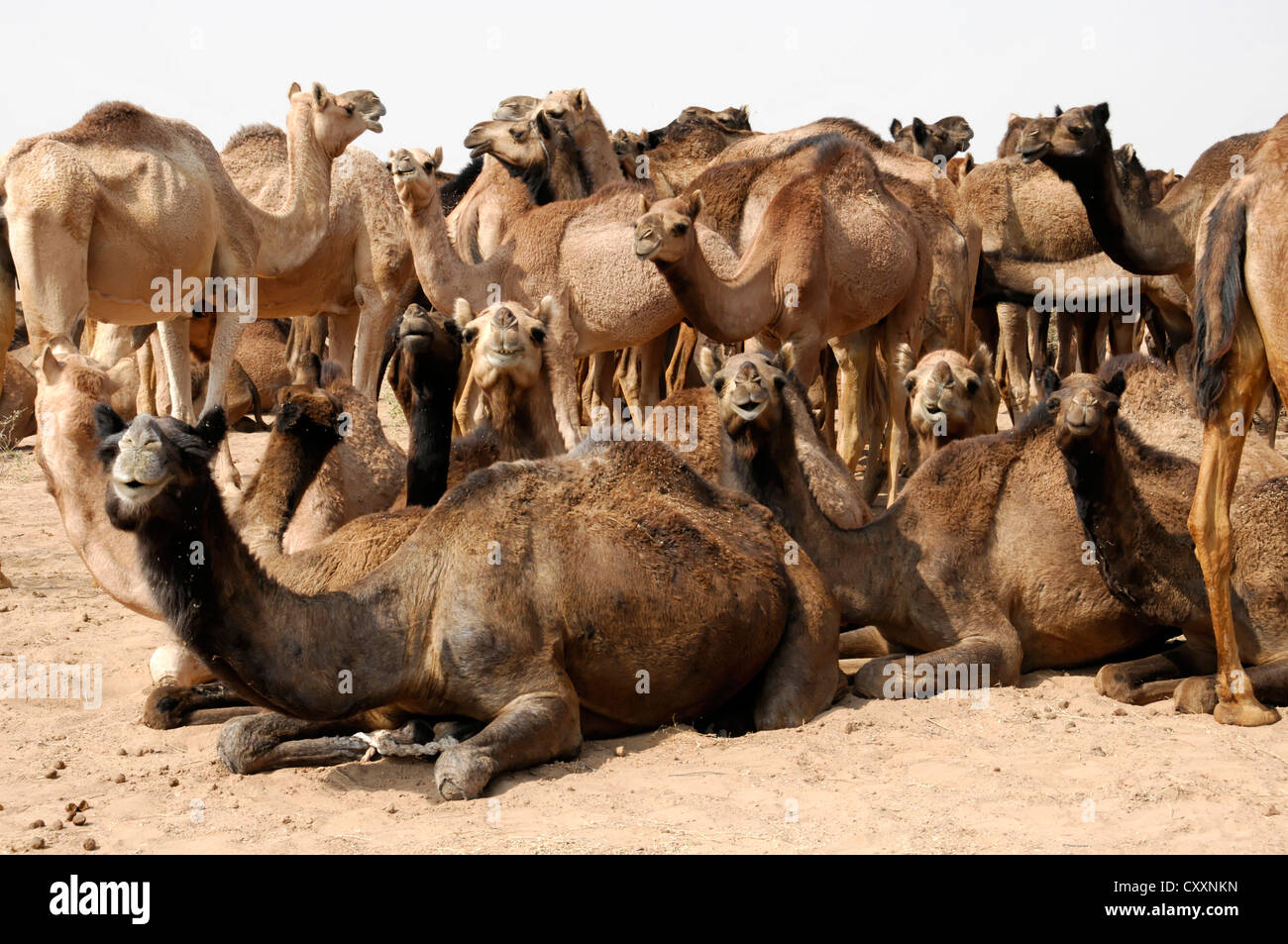 Dromedary camels, Arabian camels (Camelus dromedarius), animals used ...