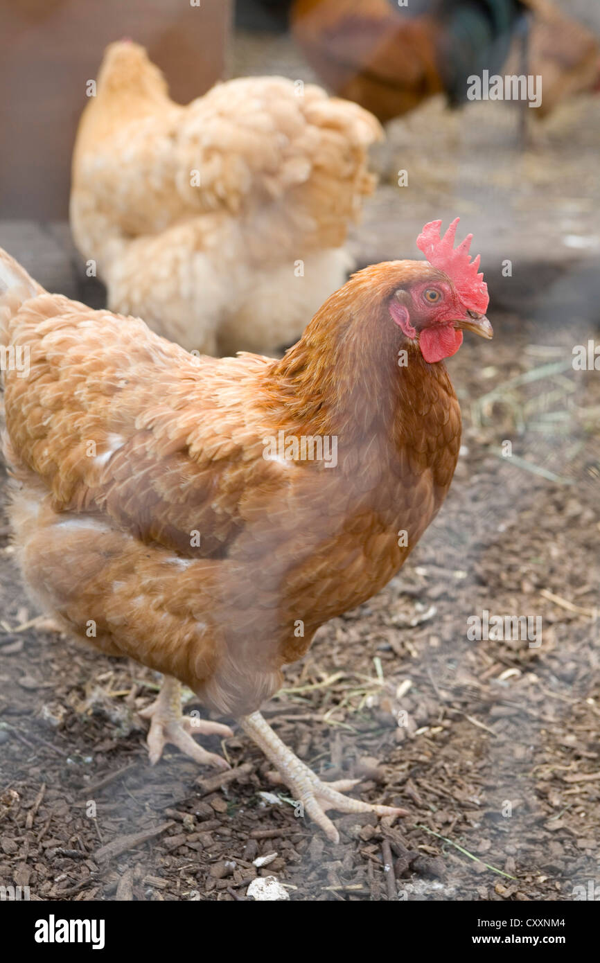 Chicken in a cage Stock Photo - Alamy