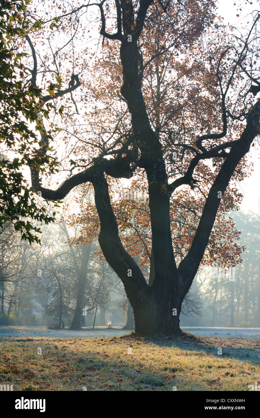 The magical tree in morning autumn light Stock Photo - Alamy