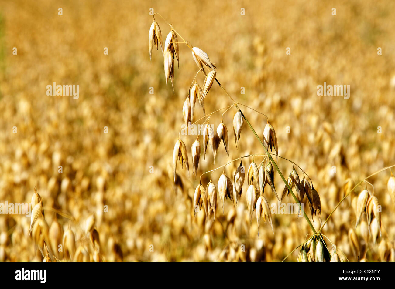 Oat is an important cereal used for human and animal food Stock Photo ...